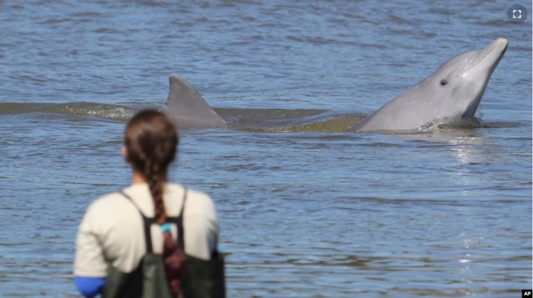 2023-02-04 Humans, Dolphins Working Together to Fish